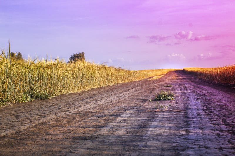 Grain in Hand with a Ladybug on the Road Stock Image - Image of people ...