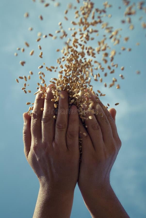 Grain and hand stock image. Image of food, farmer, barley - 63318449
