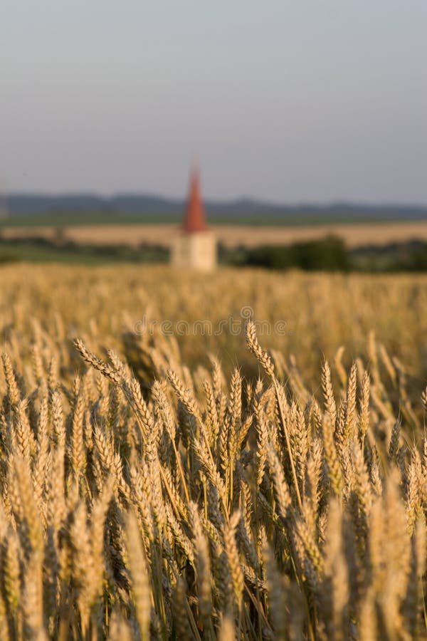 Grain for the Harvest and the Church Stock Photo - Image of stand ...