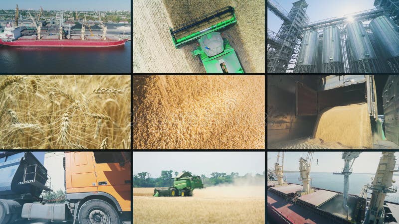 Grain Harvest. Growing Wheat Split Screen. Ukrainian Wheat Stock ...