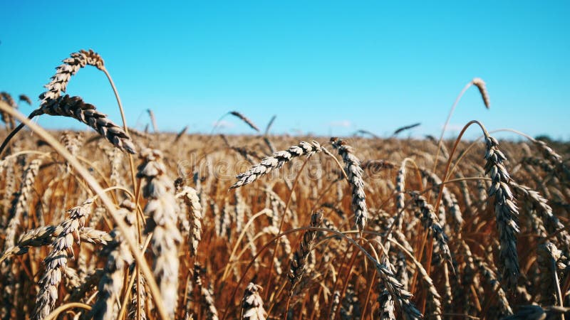 Grain Heads Moving and Waving in the Wind, Seen from the Air in a Field ...