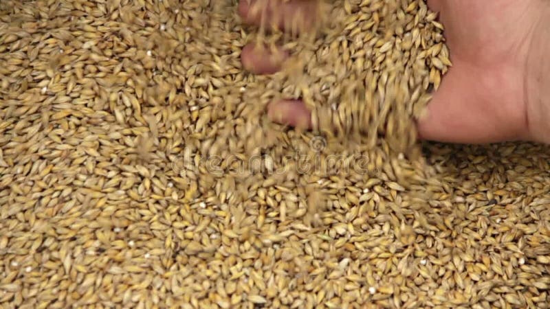 Grain stock footage. Video of bran, heap, vegetarian - 42330654