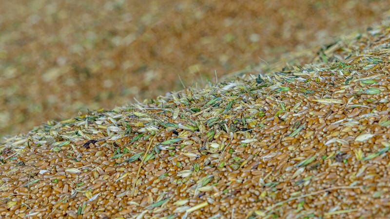 Autumn Wheat Harvest. Grain Just Picked from the Fields. Mountains of ...
