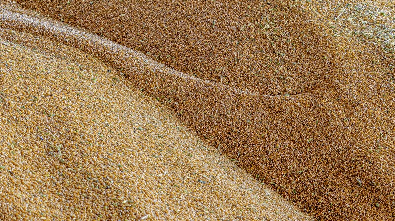 Autumn Wheat Harvest. Grain Just Picked from the Fields. Mountains of ...