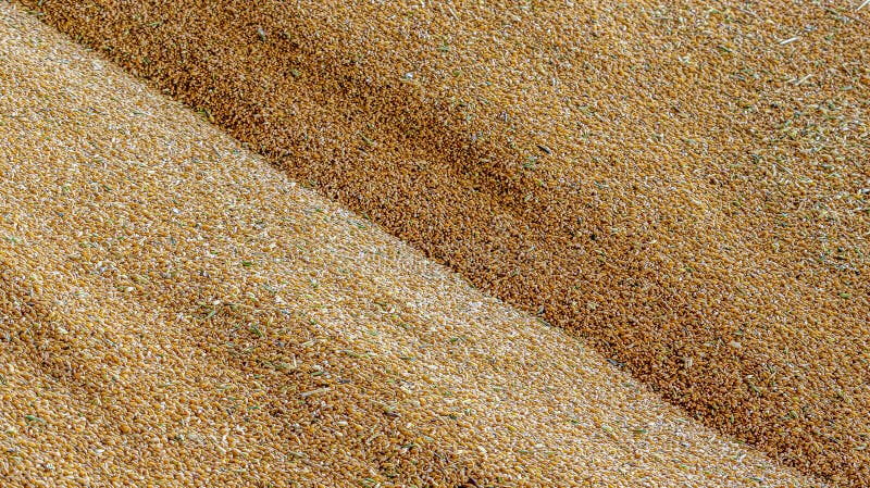 Autumn Wheat Harvest. Grain Just Picked from the Fields. Mountains of ...