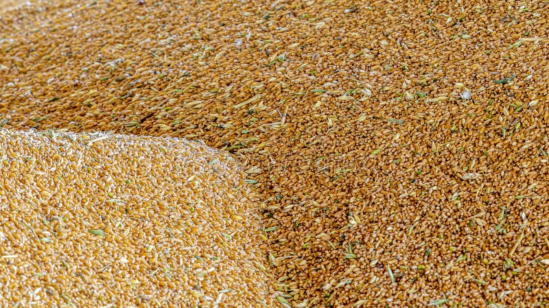 Autumn Wheat Harvest. Grain Just Picked from the Fields. Mountains of ...