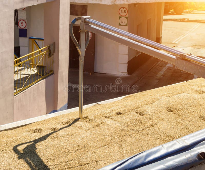 From a Grain-laden Lorry Take Grain for Analysis, Grain Processing ...