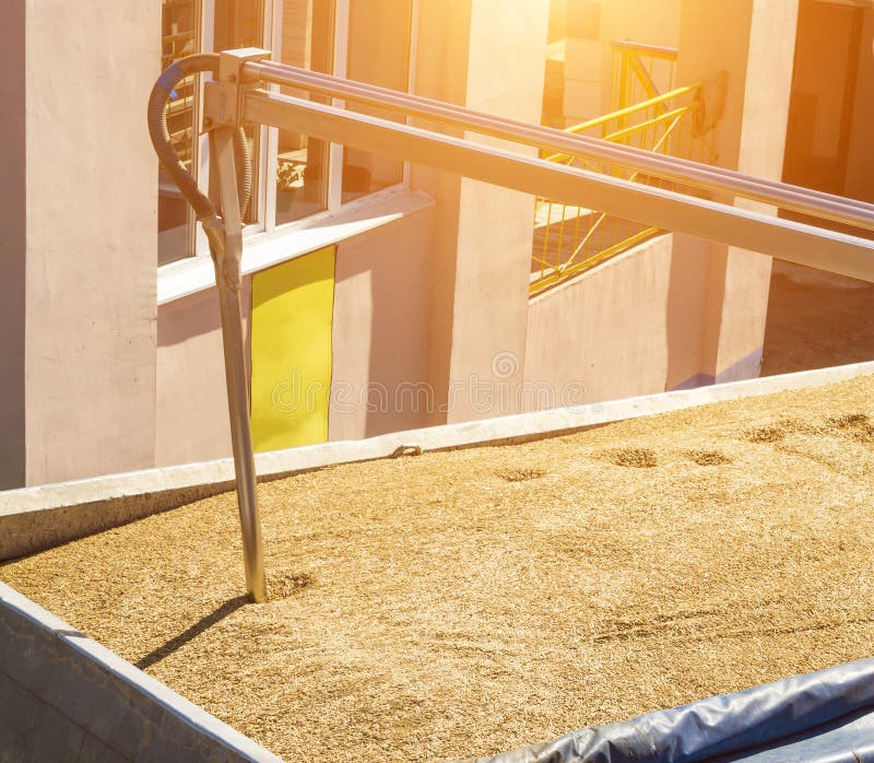 From a Grain-laden Lorry Take Grain for Analysis, Grain Processing ...