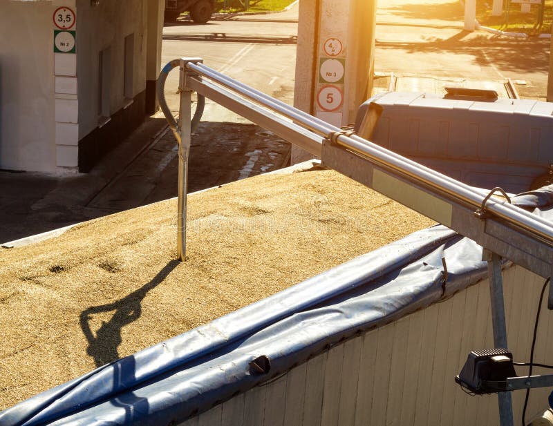 From a Grain-laden Lorry Take Grain for Analysis, Grain Processing ...