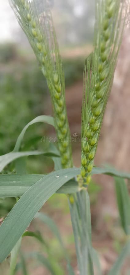 Grain leaves at the field stock image. Image of food - 208986547