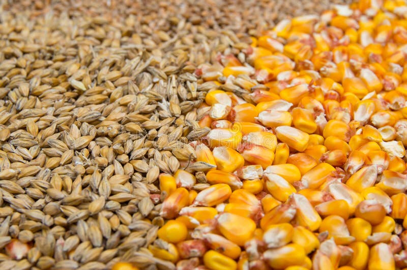 One grain maize stock photo. Image of health, ingredient - 51037974