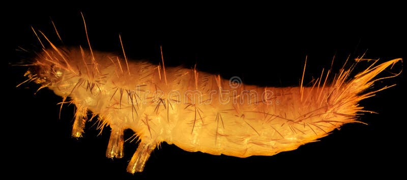 Grain Moth Caterpillar Under the Microscope Stock Image - Image of ...