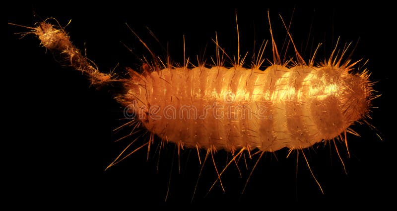 Grain Moth Caterpillar Under the Microscope (Tineola Granella L. Stock ...