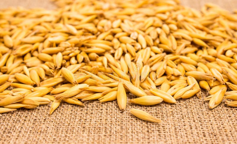 Grain oats on canvas stock photo. Image of health, grain - 57365404
