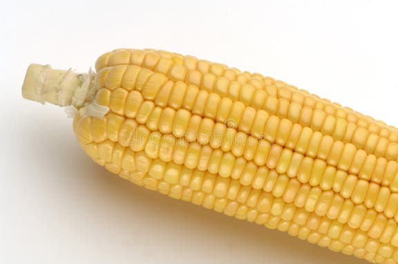 One Corn Maize on White Background Stock Photo - Image of white, indoor ...