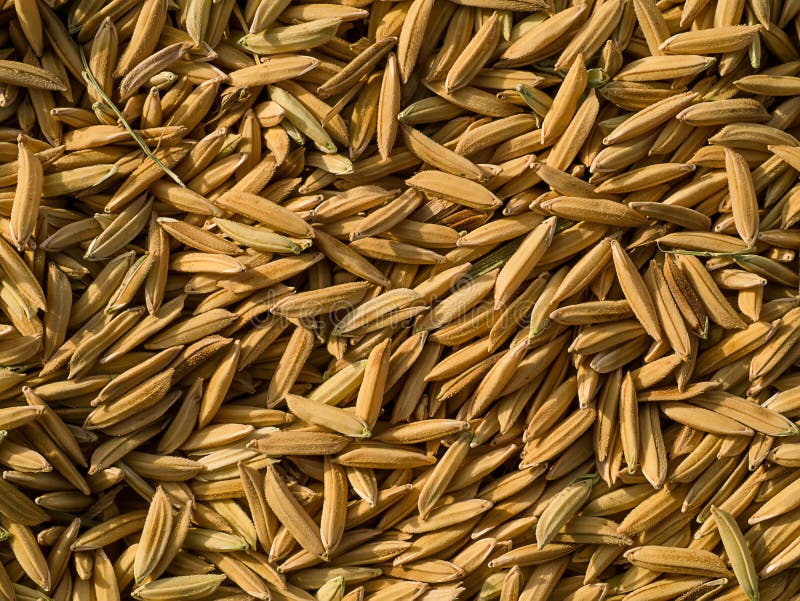 Grain for planting stock image. Image of close, healthy - 284474203