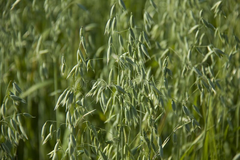 Grain plants. Oat stock image. Image of field, seed, food - 26001889