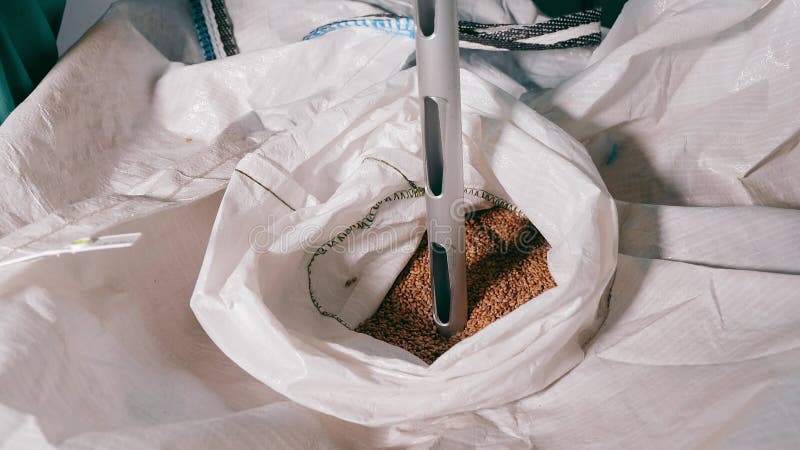 Grain Quality Inspection: Agricultural Sampling Process. an ...