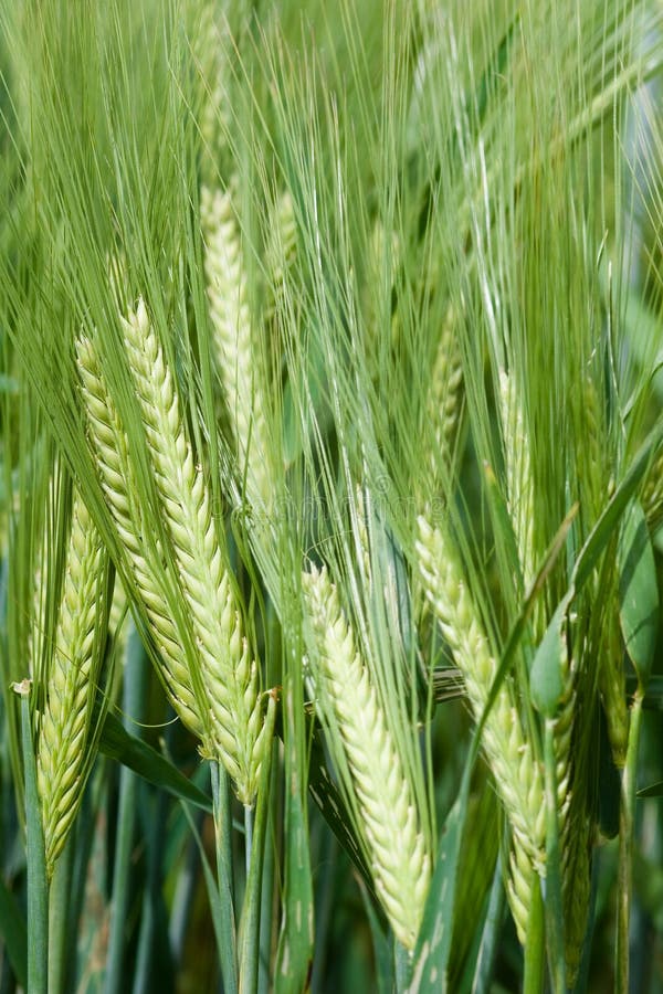 Grain Ready for Harvest Growing in a Farm Field Stock Photo - Image of ...