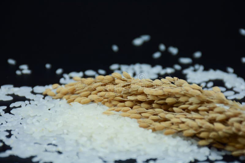 Grain Rice on Black Background Stock Photo - Image of food, dish: 283265904