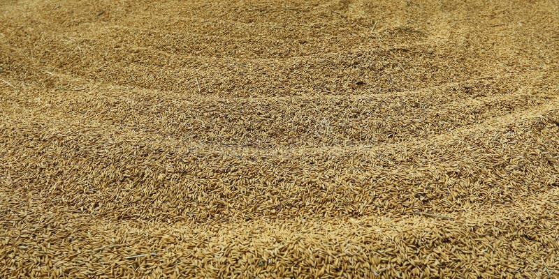 Grain of rice stock photo. Image of eating, dinner, food - 97897326