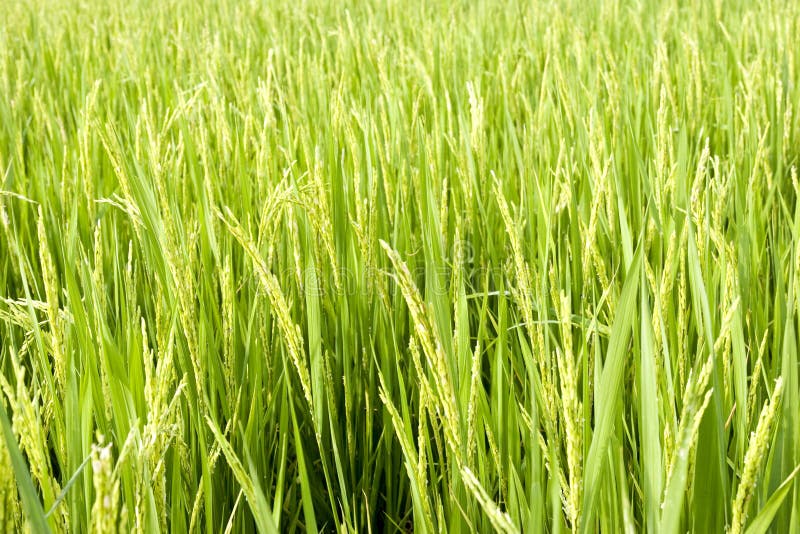 Grain of rice field stock image. Image of finger, crop - 15012433