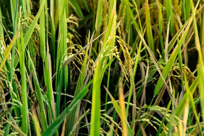 Grain Rice from Golden Paddy Fields Stock Photo - Image of paddy ...