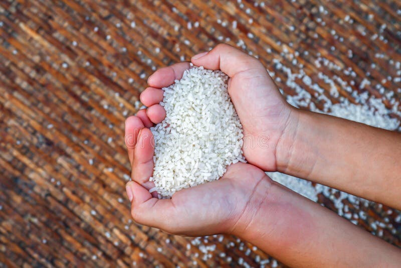 Grain of Rice in the Hands Farmer, Rice White Grain in Handful, Organic ...