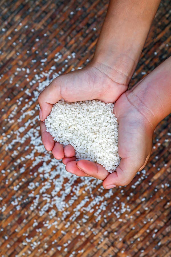 Grain of Rice in the Hands Farmer, Rice White Grain in Handful, Organic ...