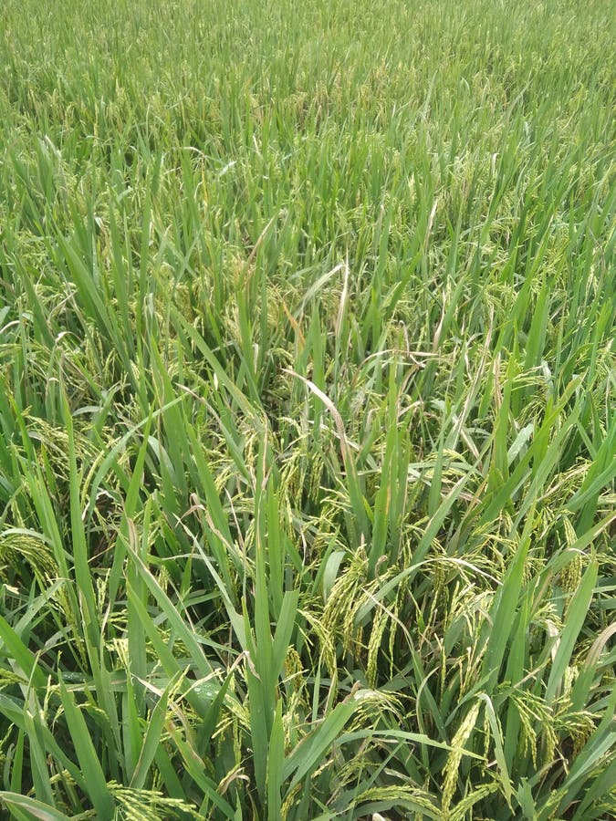 Grain of Rice in the Middle of a Paddy Field Stock Photo - Image of ...