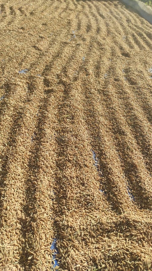 The Grain Rice Was Being Dried Stock Image - Image of grain, food ...
