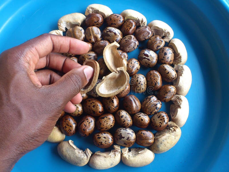 GRAIN of RUBBER in a PLATE stock image. Image of three - 62311063