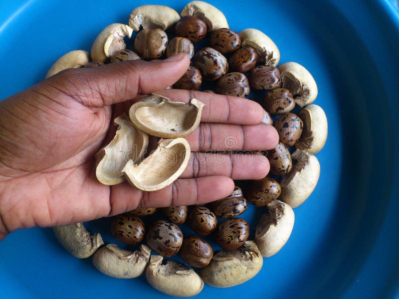GRAIN of RUBBER in a PLATE stock image. Image of shell - 62311131