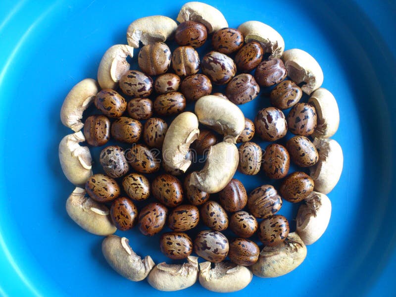 GRAIN of RUBBER in a PLATE stock photo. Image of shell - 62311204