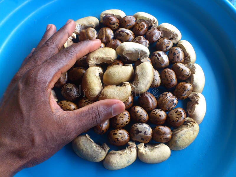 GRAIN of RUBBER in a PLATE stock image. Image of opportunity - 62311357
