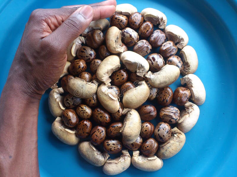 GRAIN of RUBBER in a PLATE stock photo. Image of four - 62311710