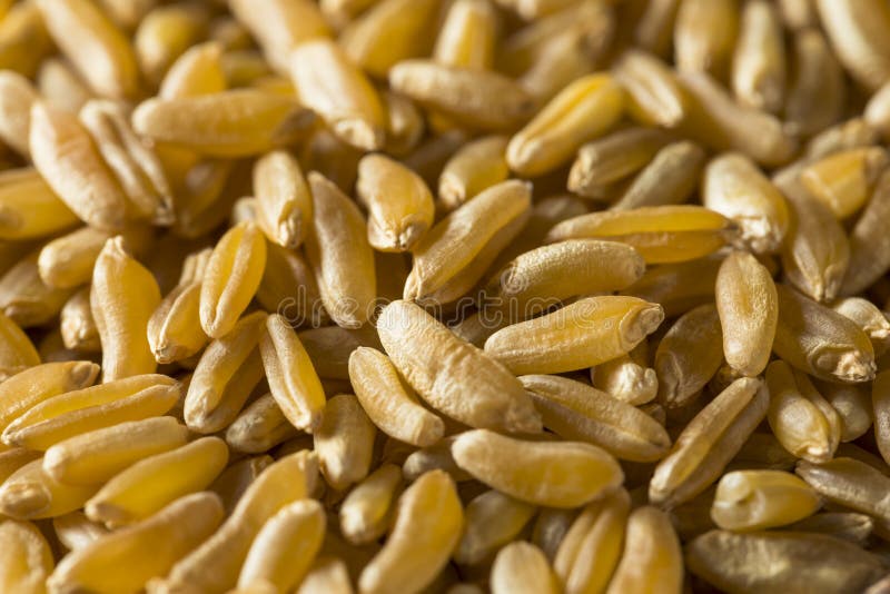 Grain Sec Organique Cru De Baies De Kamut Photo stock - Image du ...