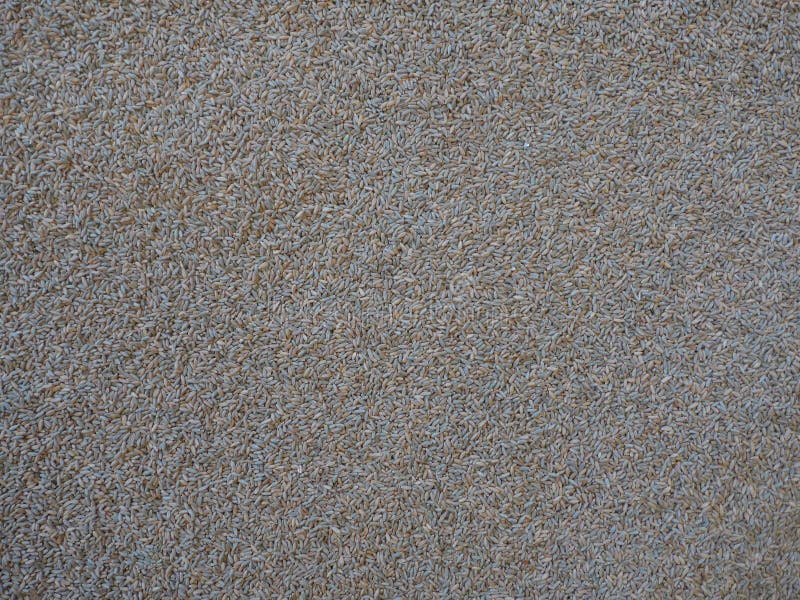 Grain seeds background stock image. Image of ingredient - 82123995