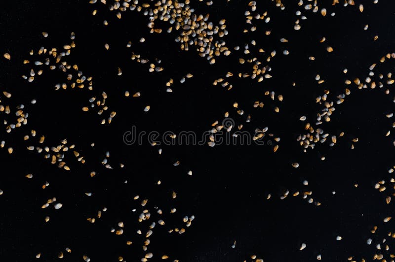 Grain Seeds on Black Background,millets Seeds on Black Background Stock ...