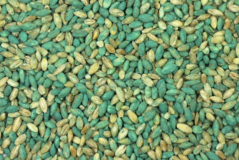 Grain Soaked Poison for Rodents Stock Image - Image of grains, powder ...
