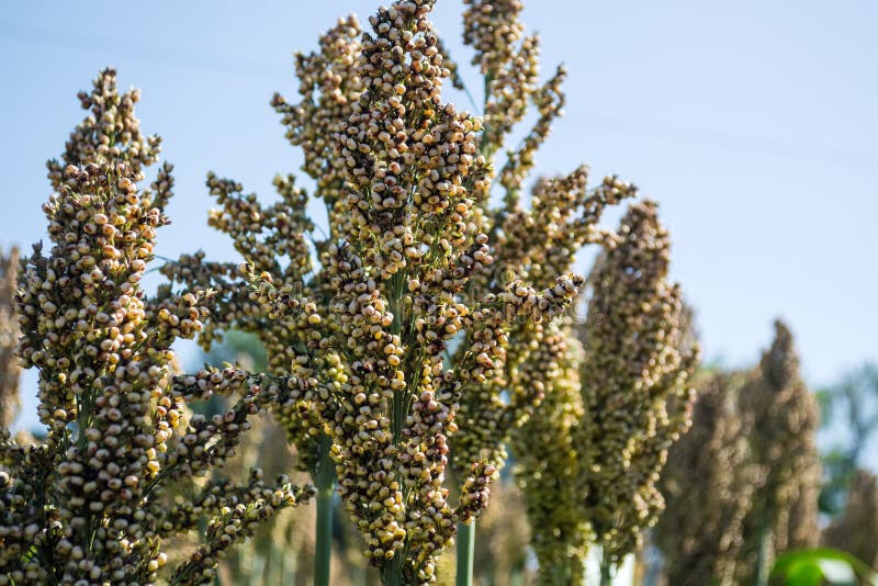Grain Sorghum on Plants in a Field Against a Background of Trees and ...