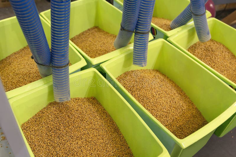 Grain Sorting at a Factory Close-up Stock Image - Image of pour ...