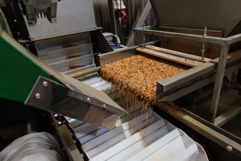 Grain Sorting Machine, Paddy Machine Sorts Grains of One Crop ...