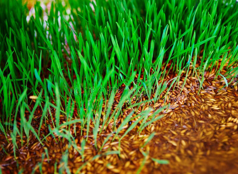 Grain sprouts in water stock image. Image of life, medicine - 32339169