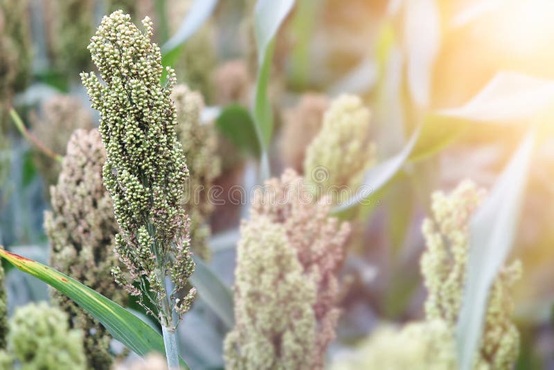 Grain Stalk of Sorghum in Plantation Field Stock Photo - Image of ...