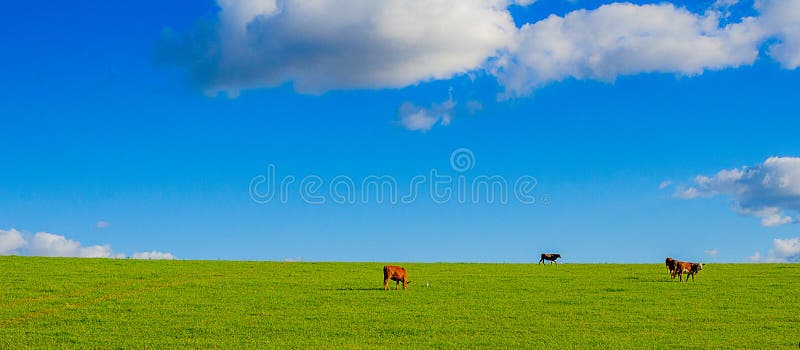 Beef Cattle in a Green Landscape, Blue Sky Stock Photo - Image of ...