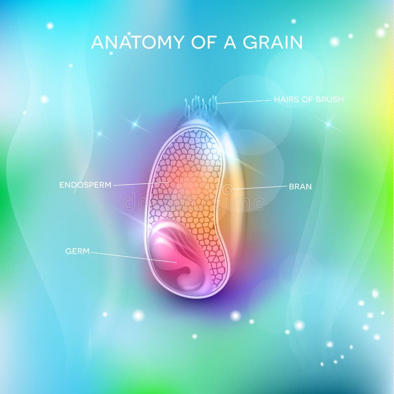 Grain anatomy stock vector. Illustration of kernel, nutrient - 66289253