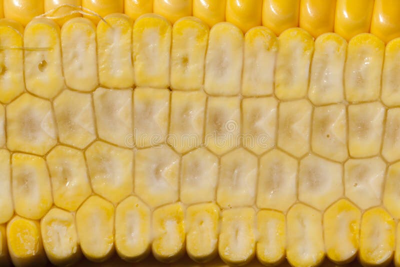 Grain structure corncob stock image. Image of agribusiness - 129595445