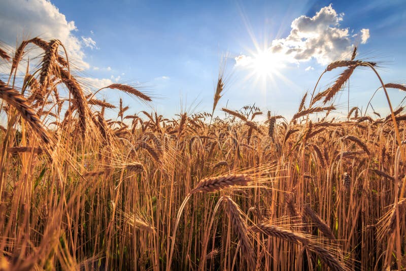 Grain and sun stock image. Image of foreground, farm - 42387331