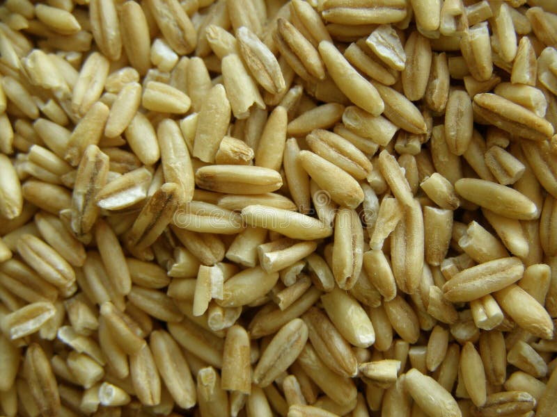 Grain 3. stock image. Image of texture, food, harvest - 56026609